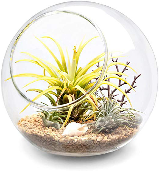 Los 10 mejores terrarios que no puedes perderte > Boomten.com